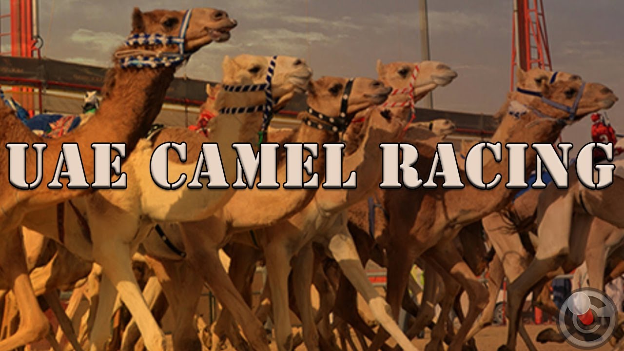 UAE Camel Racing - iPhone and iPad Gameplay - YouTube