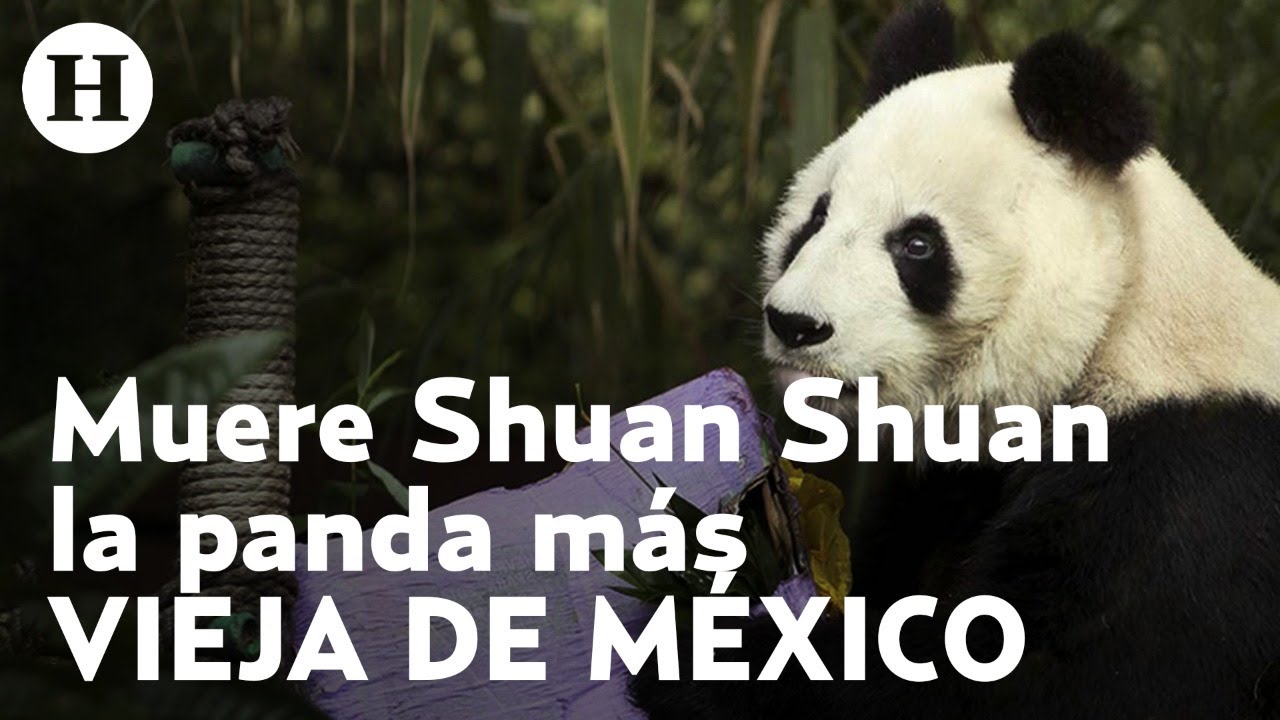 Tras cumplir 35 años, muere Shuan Shuan la panda gigante más vieja de ...