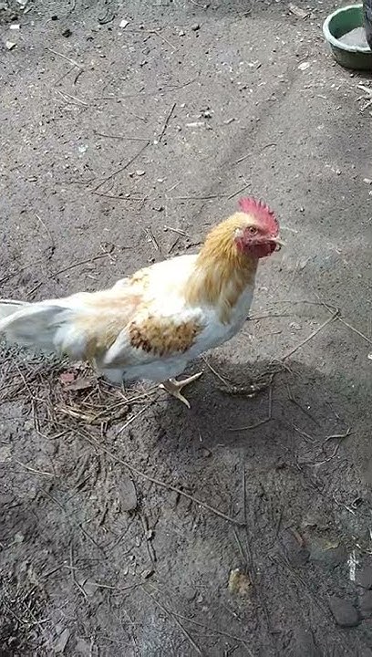 Ayam Petelur Jantan - YouTube