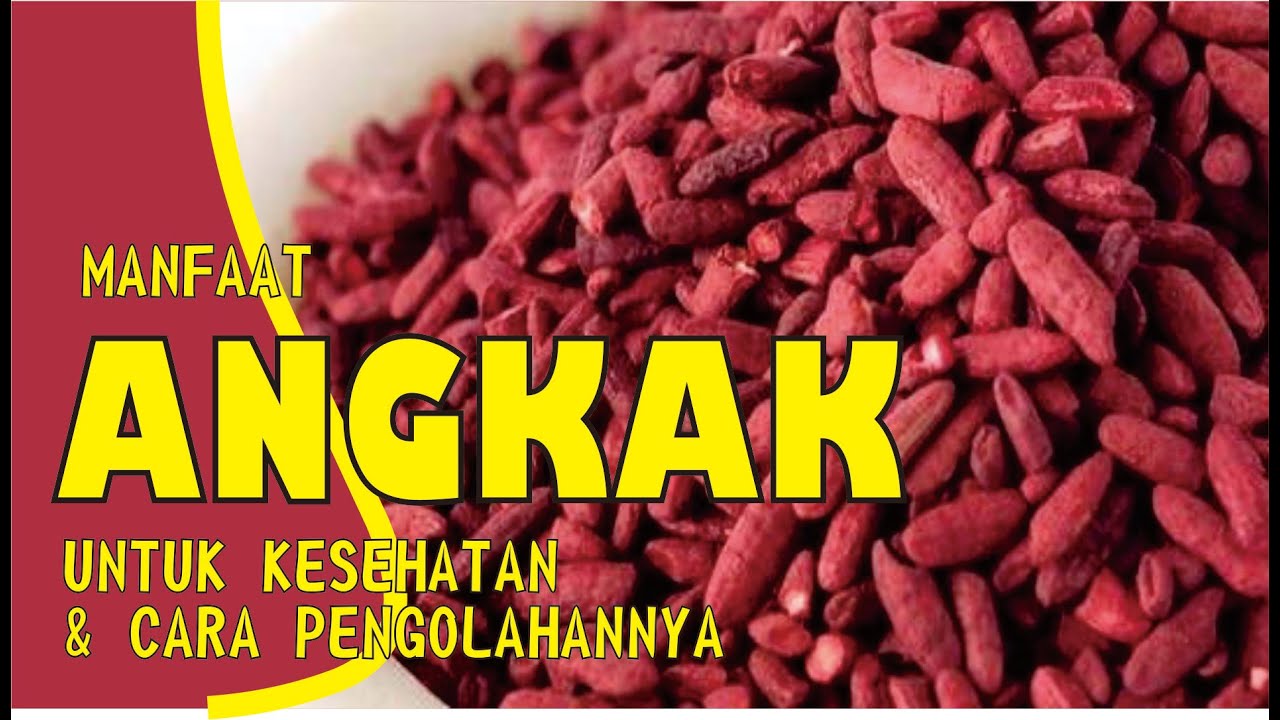 KEGUNAAN ANGKAK UNTUK KESEHATAN DAN CARA PENGOLAHANNYA - YouTube