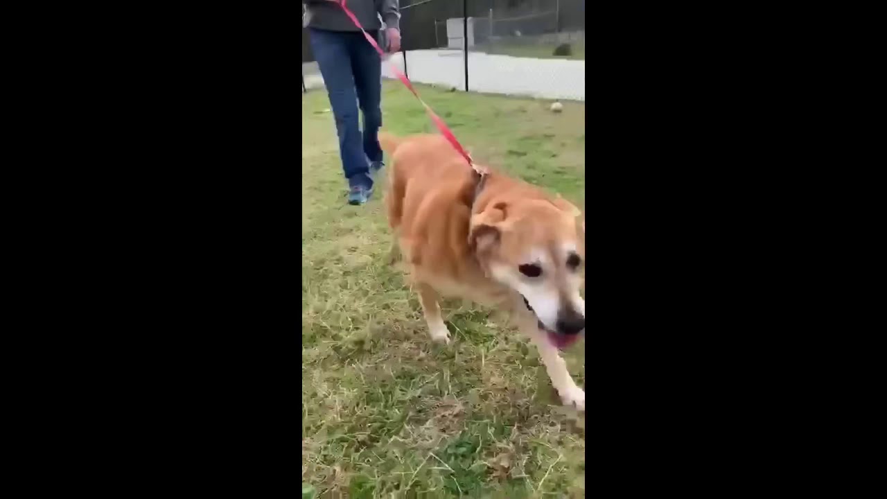 Ginger CrisisDogsNC rescue needs a home - YouTube