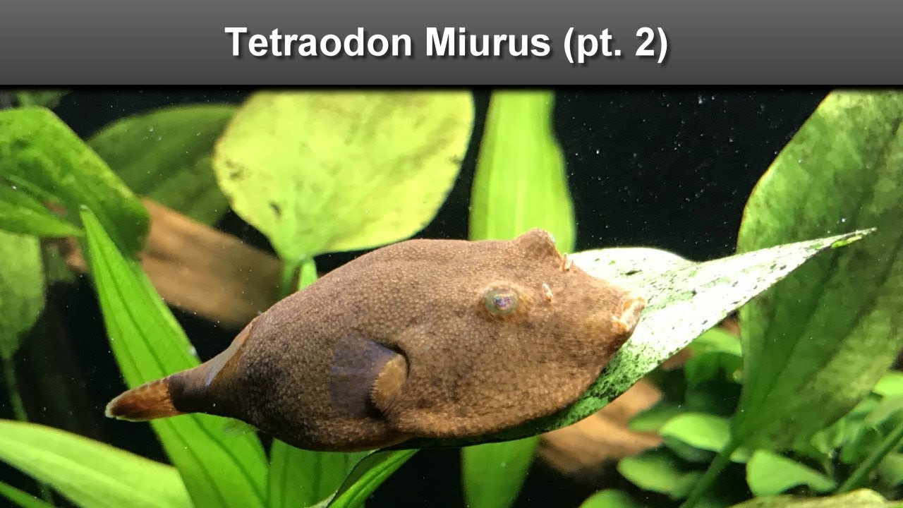 Tetraodon Miurus (congo puffer) pt. 2 / new aquarium tank - YouTube