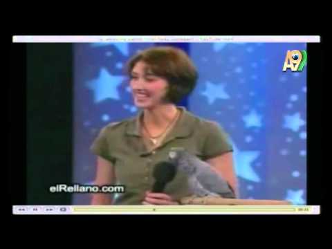 Gülşah Güçyetmez : Papağanlardaki Anlama ve Öğrenme Yeteneği