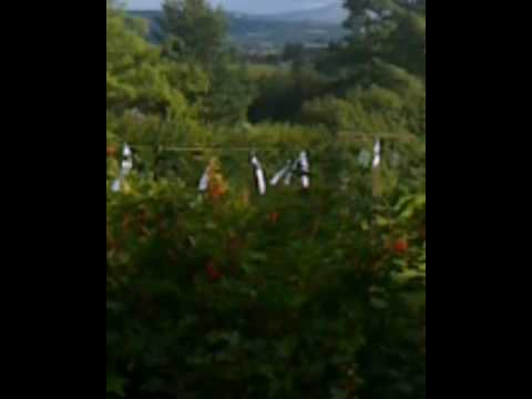 Bird Scarer made of old cd's - YouTube