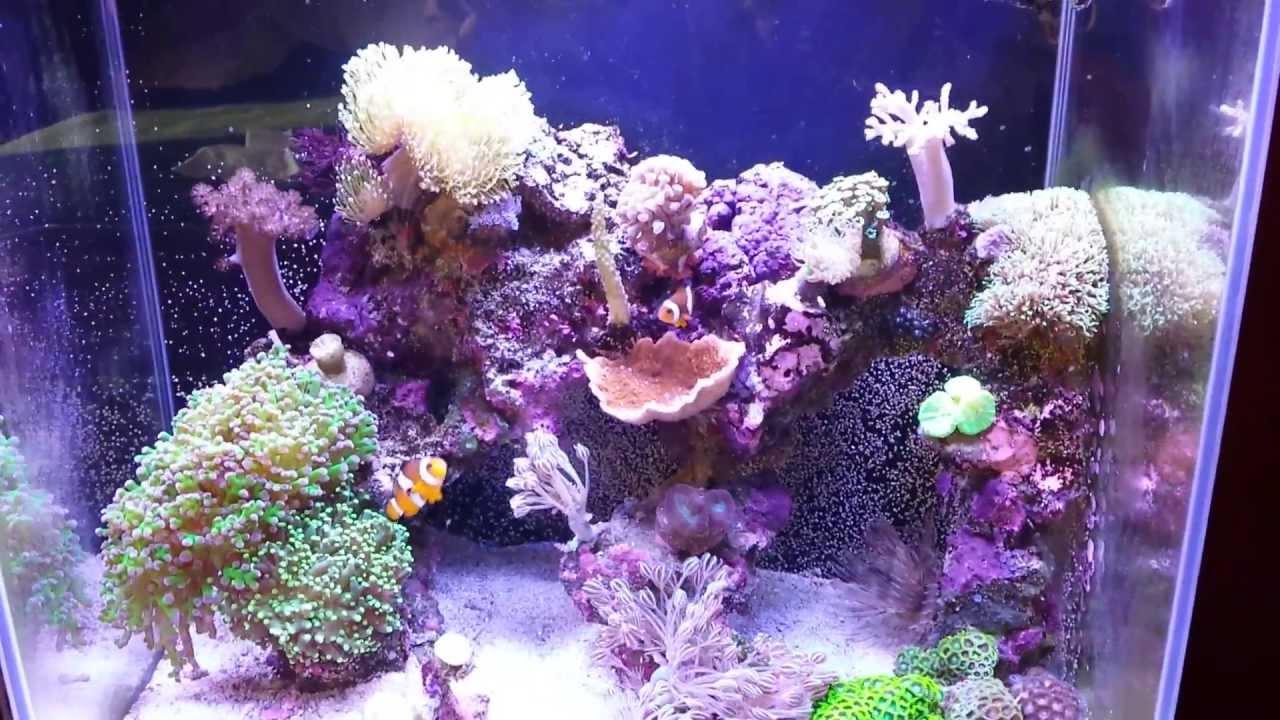 Big update - Nano Reef - YouTube