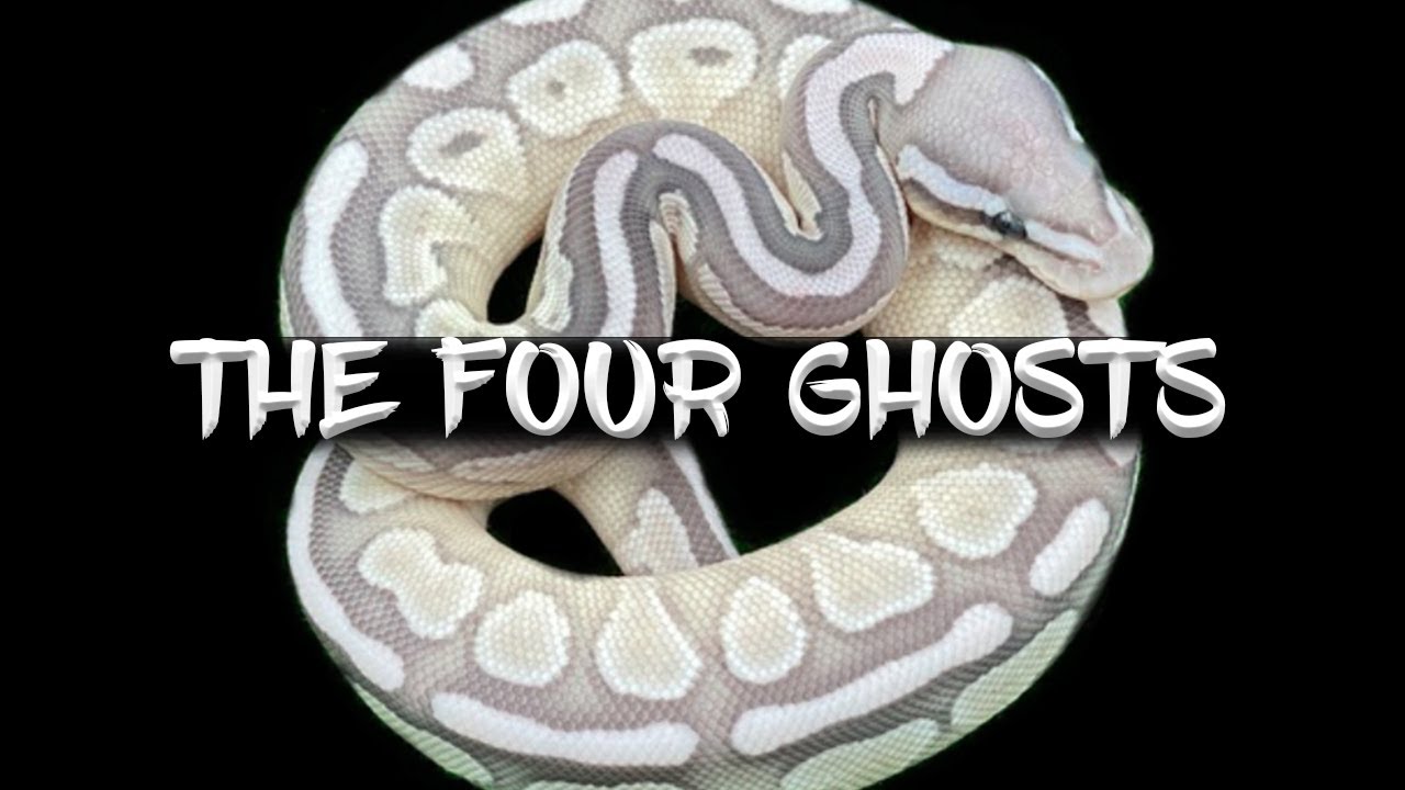 The Four 'Ghost' Ball Pythons - YouTube