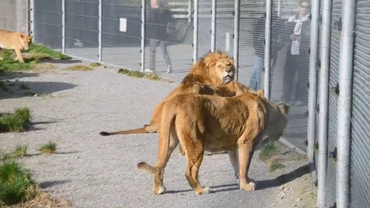 5 Rottweiler vs Lion - YouTube