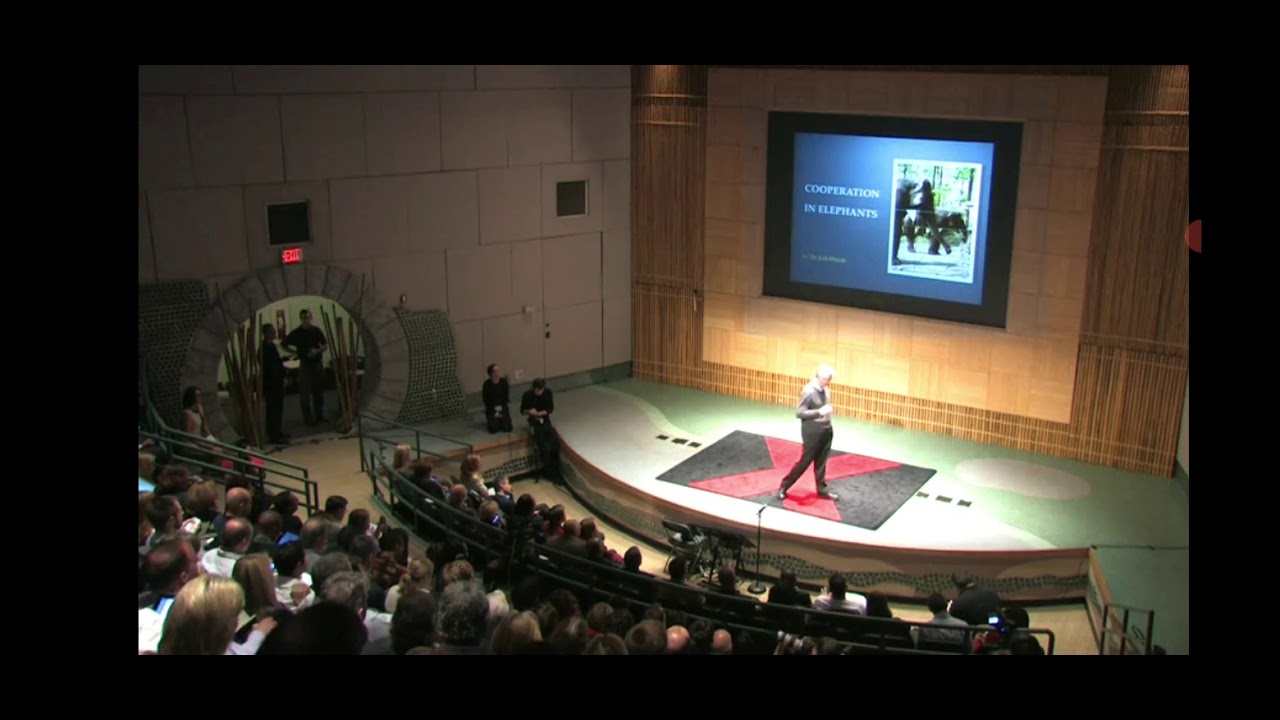 Frans de Waal Ted Talk clip- elephants - YouTube