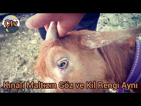 Çelpez.tv.Kınalı Maltızın Göz ve Kıl Rengi Aynıı