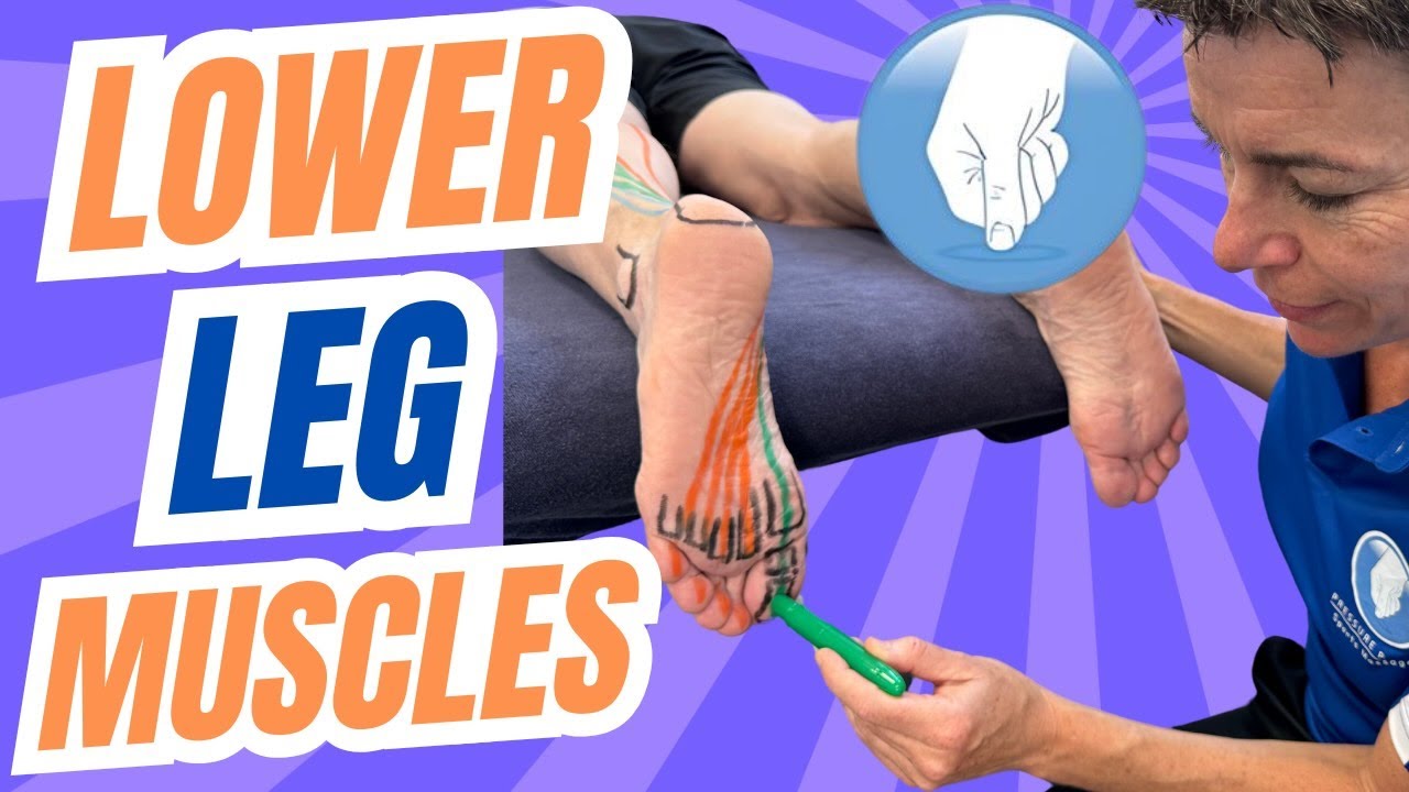 4 Essential Deep Lower Leg Muscles You Need to Know! - YouTube