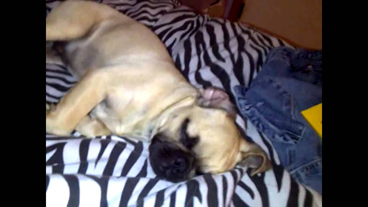 sleep and pug call - YouTube