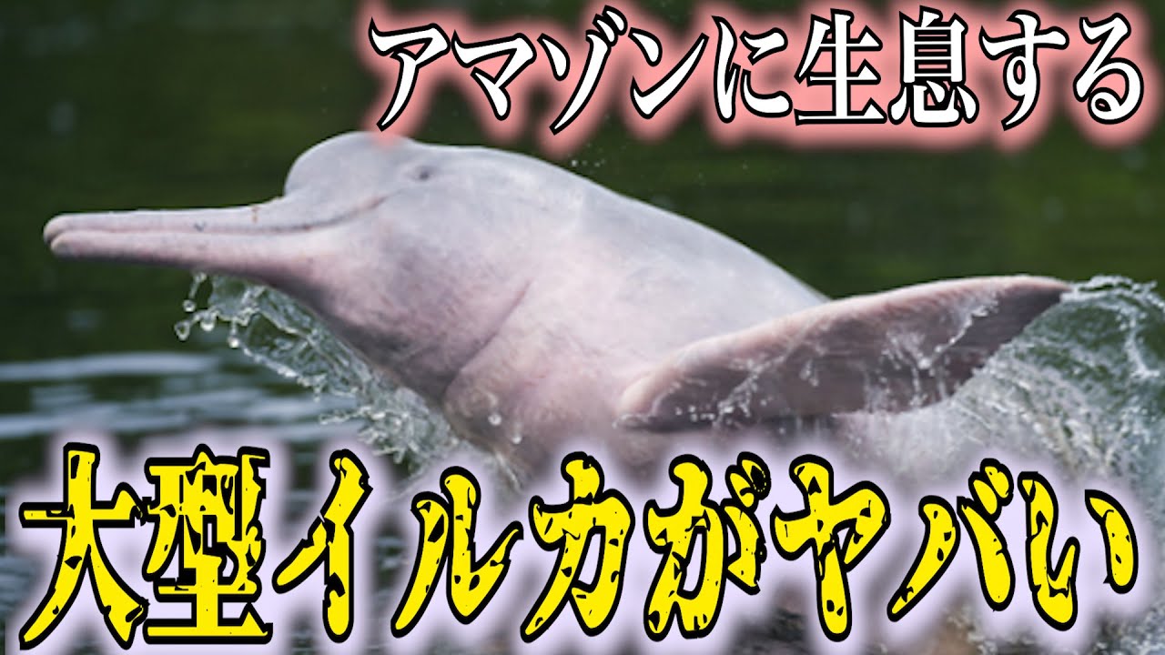 1分で分かる動物紹介 アマゾン川に生息する大型イルカの生態…【キモカワな哺乳類#20】#shorts - YouTube