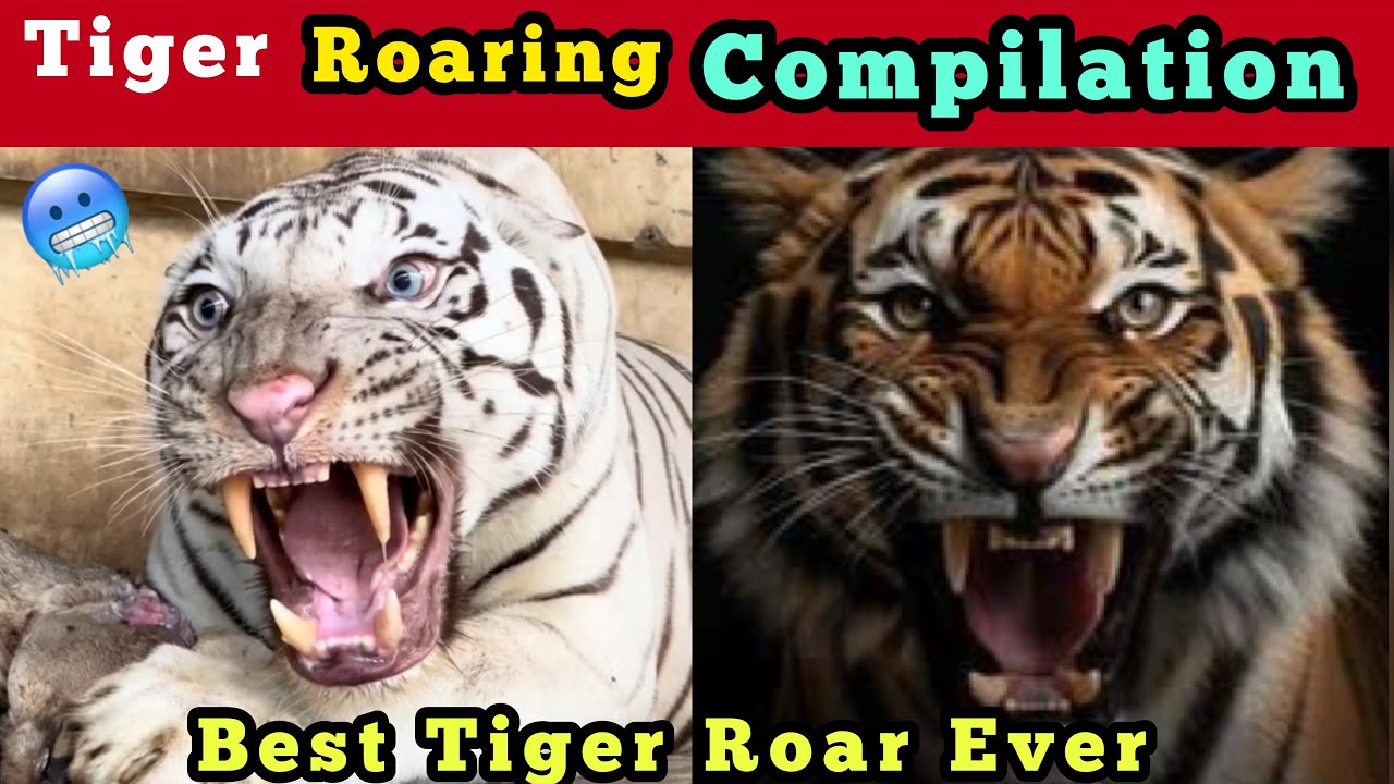 Tiger Roaring Compilation 🐯 Best tiger roar ever | Roar & Howl | #tiger ...