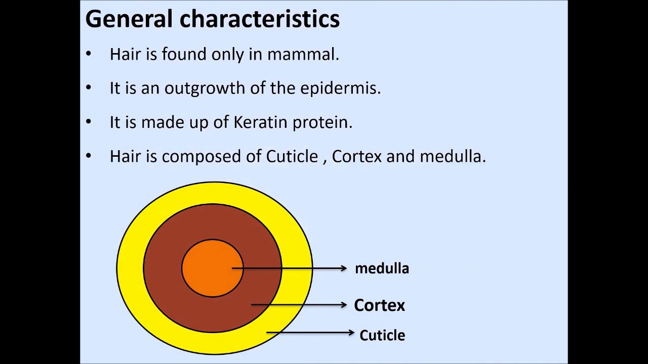 The properties of Hair : Forensic Science Video - YouTube