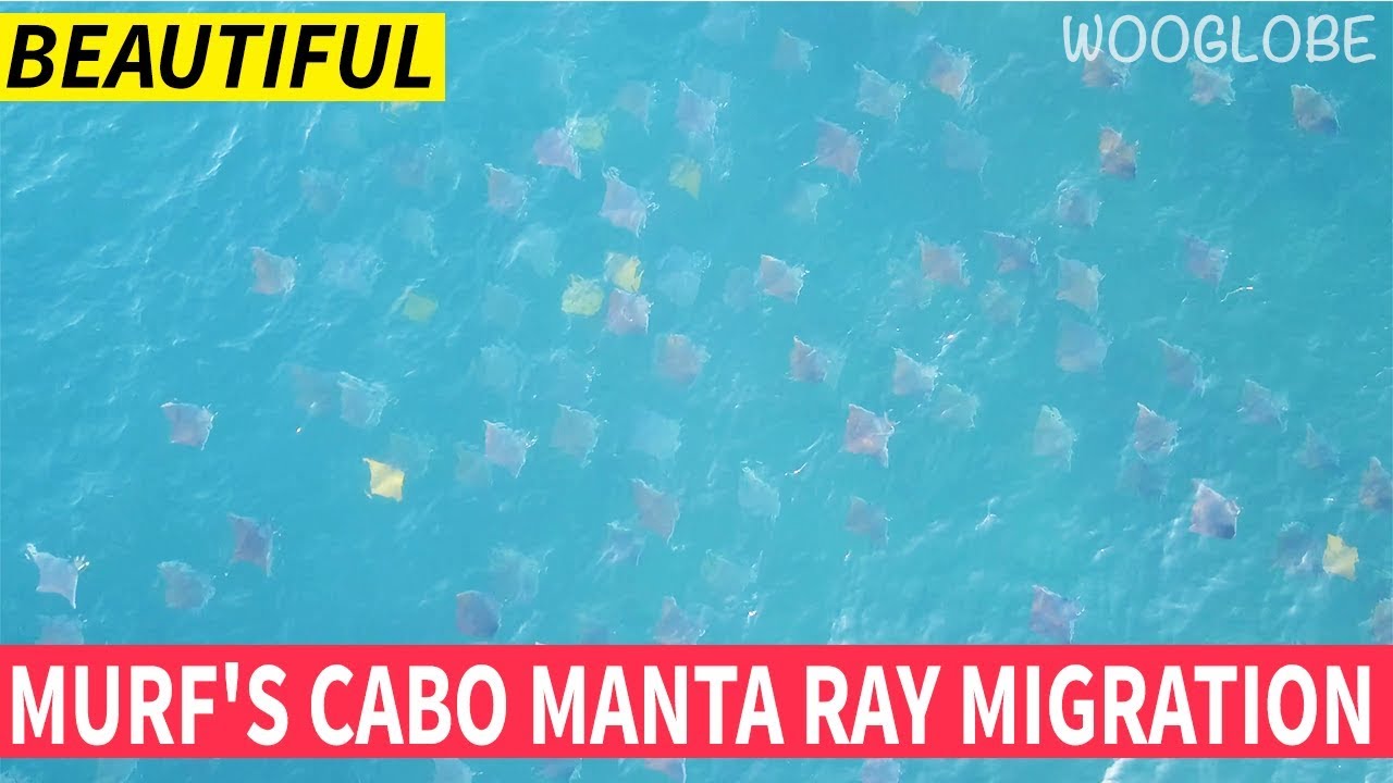 Manta Ray Migration - YouTube