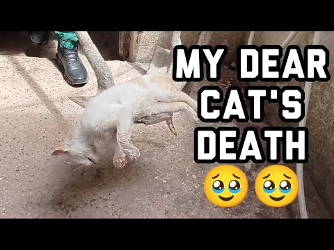 Stages of death and burial of my little cat (sudden death) ASMR - YouTube
