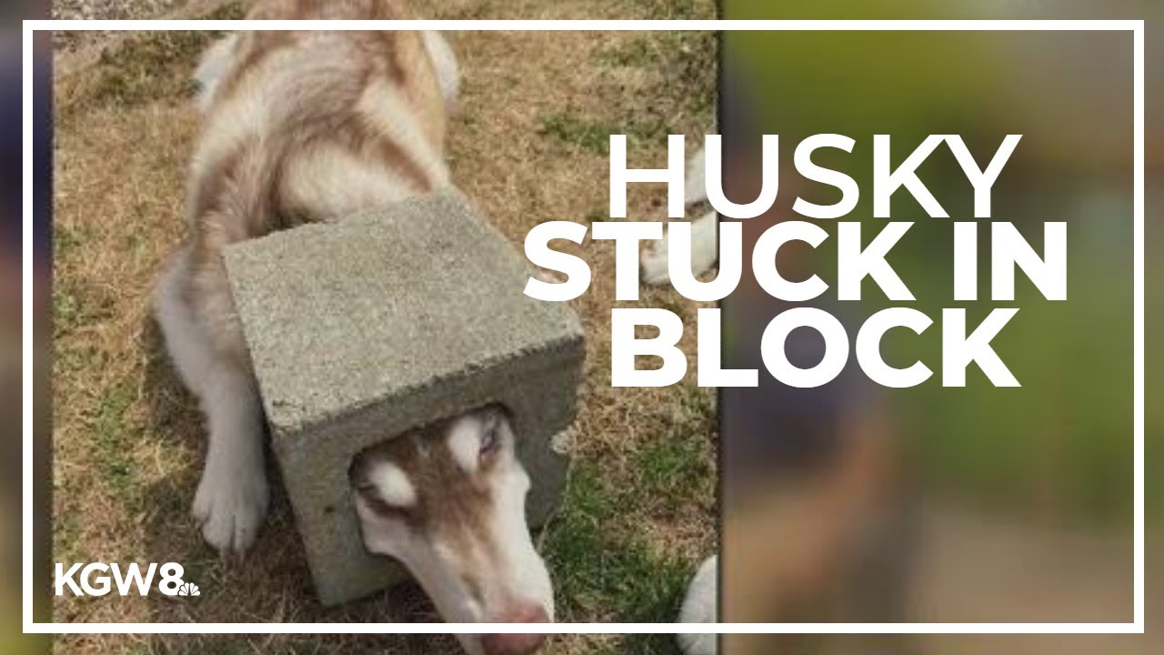 Firefighters help dog with head stuck in block - YouTube