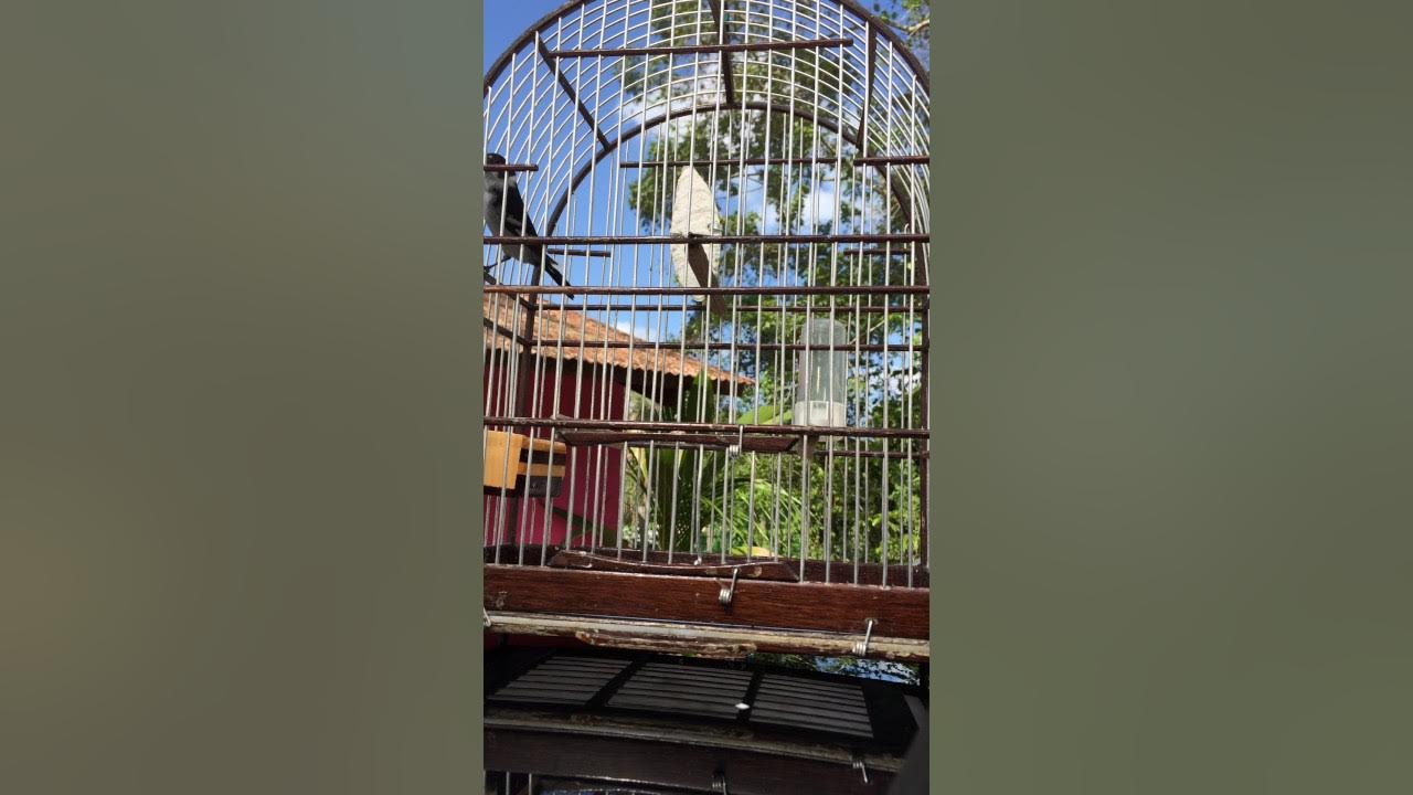 DJEK - Pie suriname [LEE] - YouTube