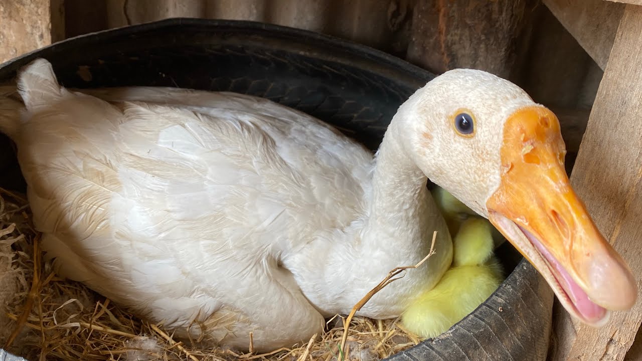 I Took my Goose Hatching From eggs In Home Nest - New Baby Goose Born ...