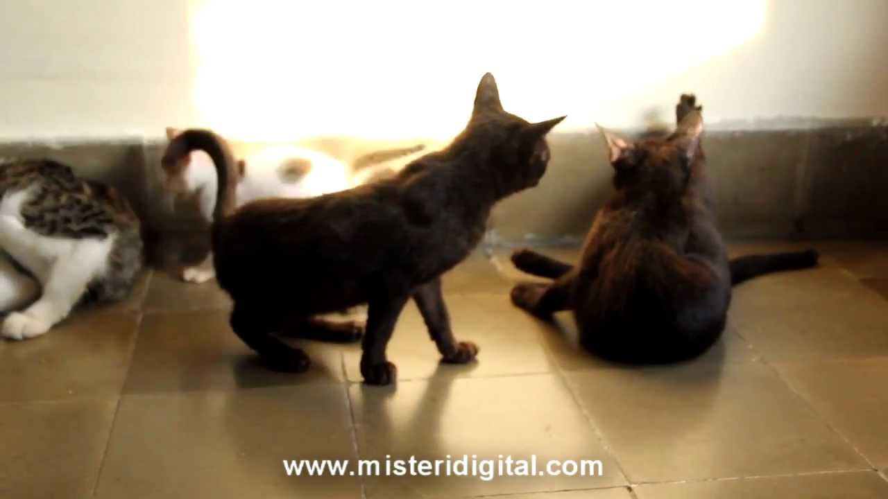 Nosy Kitten | Funny Cats - YouTube