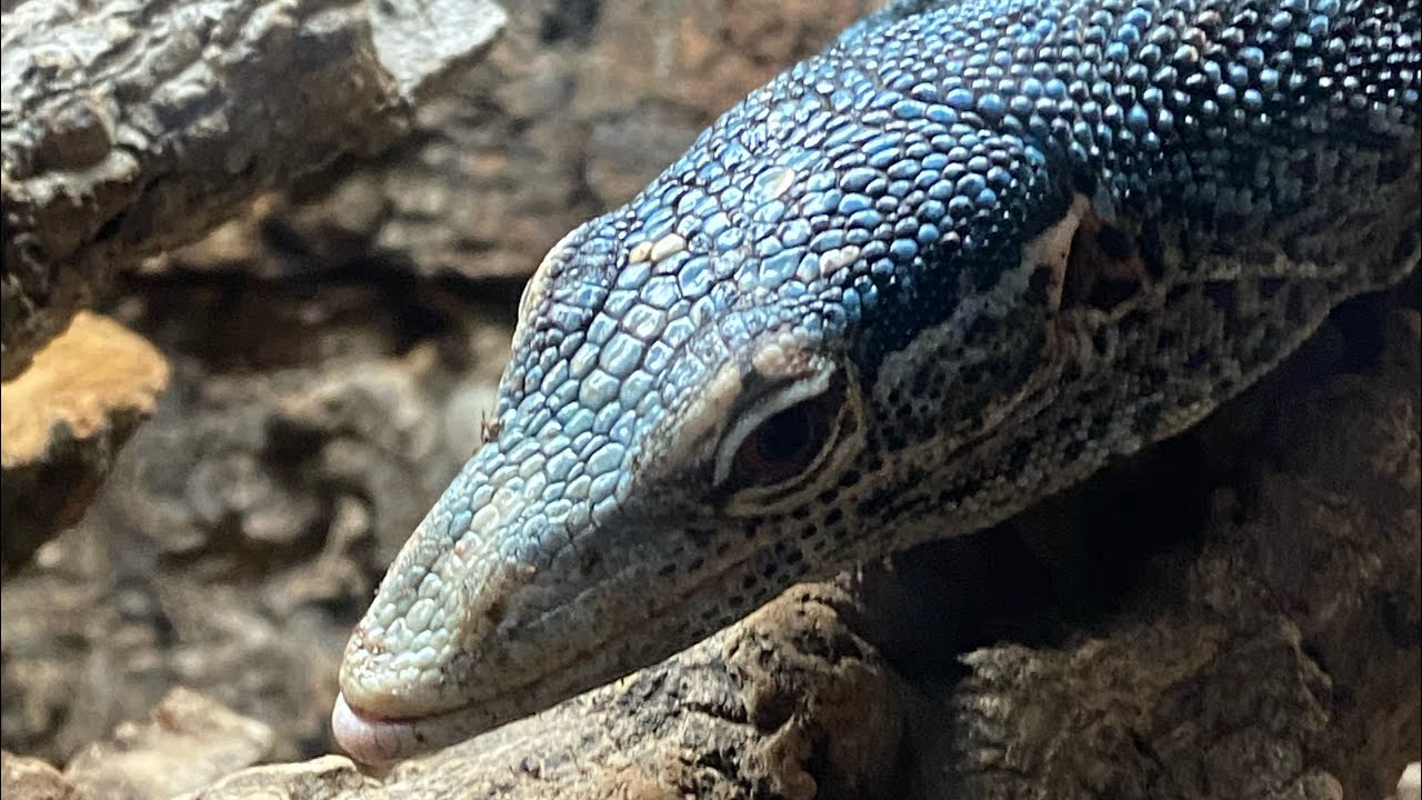 Super cool blue tree monitors diet favourite - YouTube