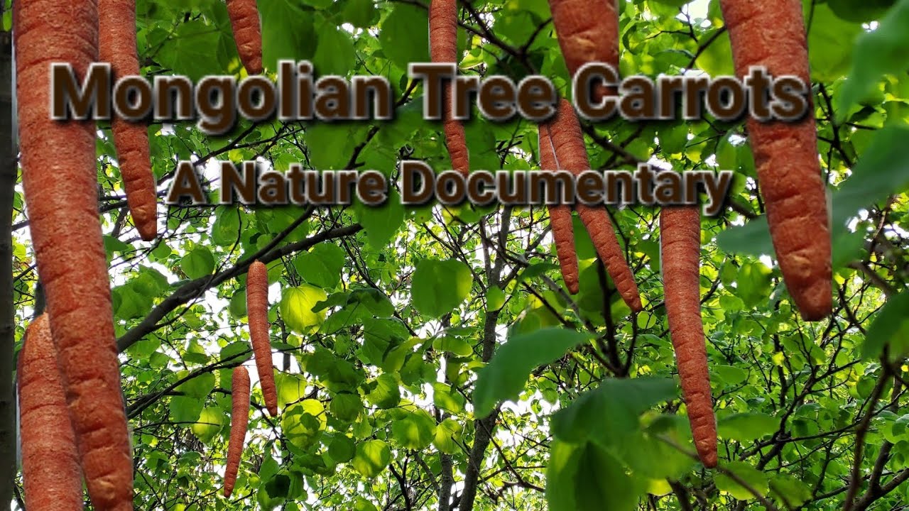 A Nature Documentary: Mongolian Tree Carrots - YouTube
