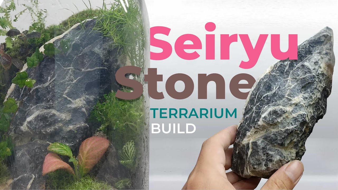 Seiryu Stone Terrarium Build - Calming and Relaxing - YouTube