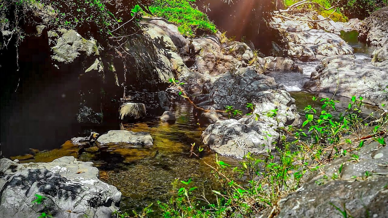 Amazing Forest Atmosphere in the Morning, Stream Sounds and Birdsong ...