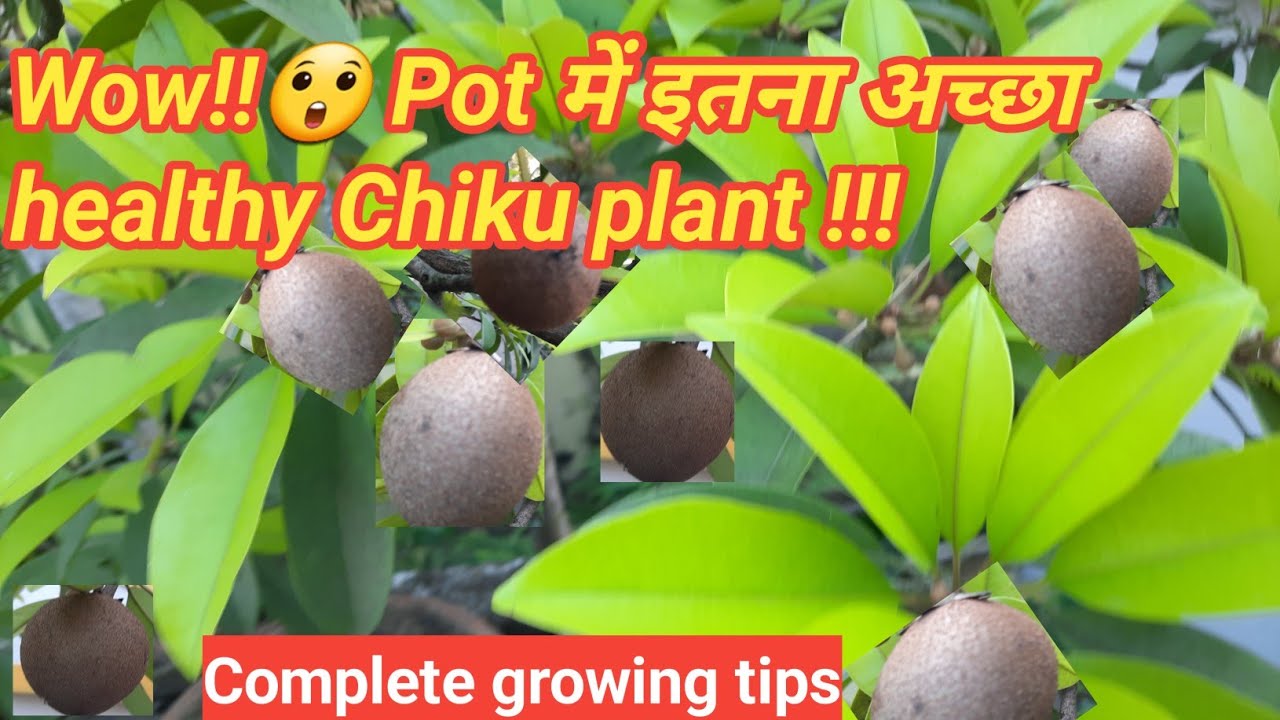 How to grow Chiku plant in a pot // Sapodila plant growing tips ...