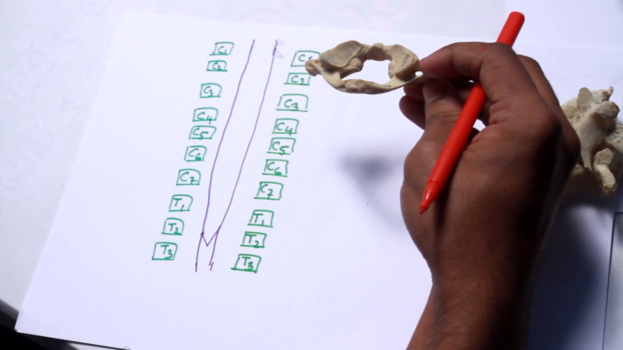 Neuroanatomy #1: Introduction - YouTube
