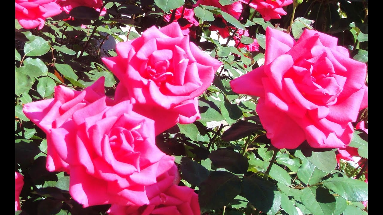 Neon pink roses in my garden - YouTube