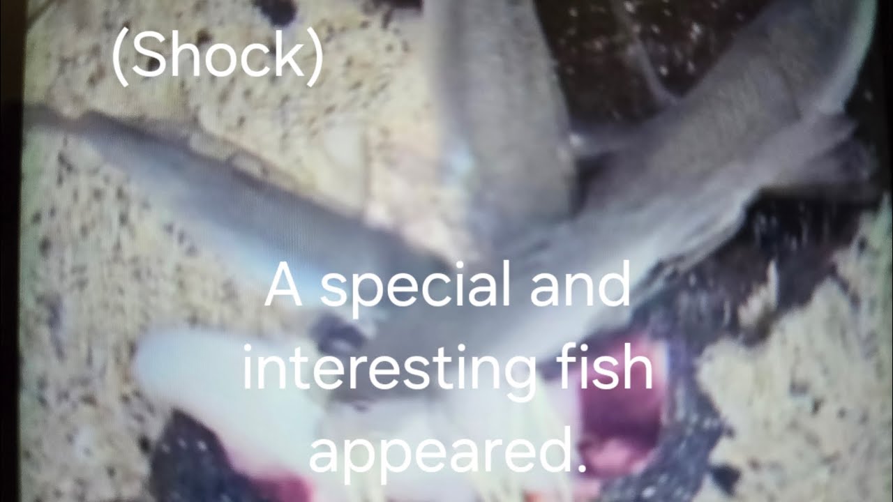 (Shock) Why does this fish shake and lick?(충격) 이물고기는 왜 흔들면서 핥아 먹을까요 ...