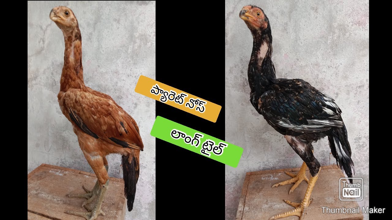 Parrot Beak Long Tail Hens | 9182424403 | Parrot Nose Chicks | Rythu ...