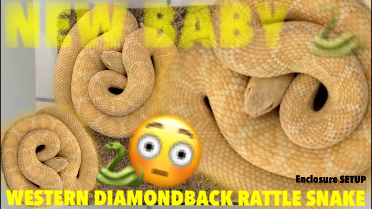 BABY WESTERN DIAMOND BACK RATTLE SNAKE SETUP - YouTube