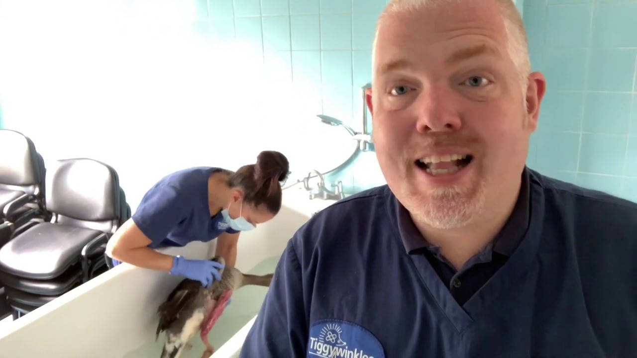 Treatment of a Greylag Goose with a Broken Leg - YouTube