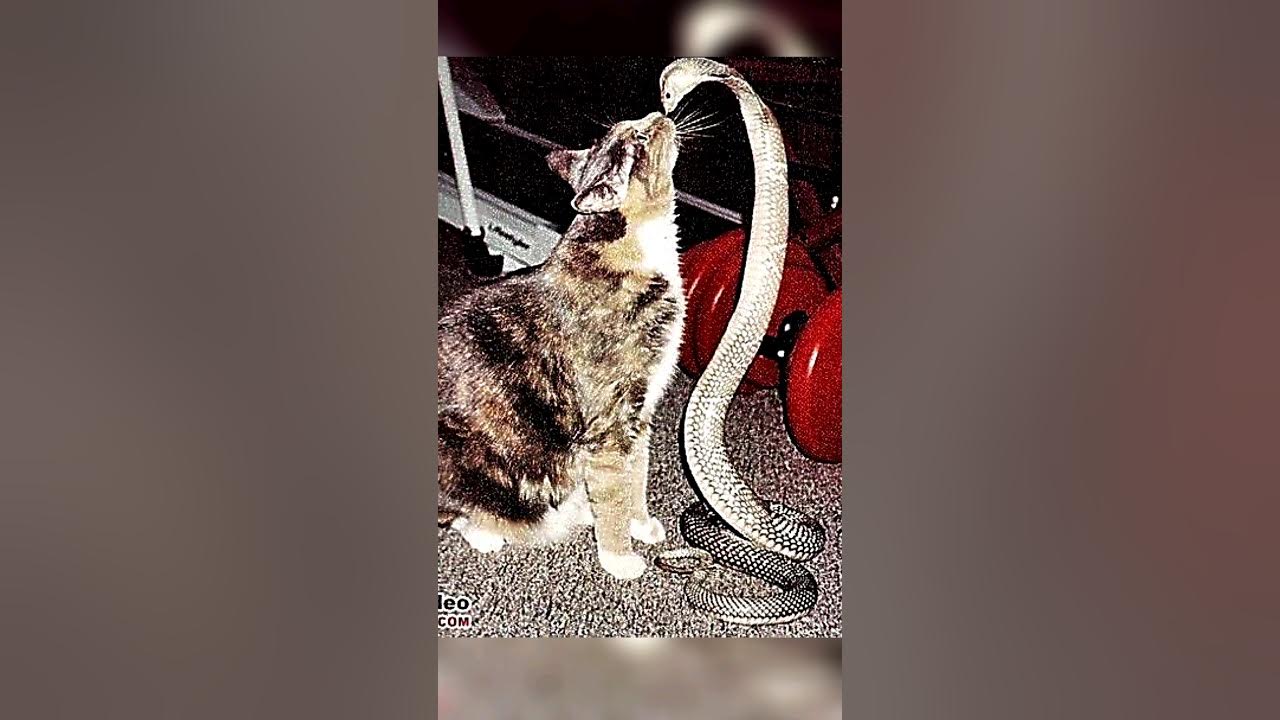 Snake vs Cat | Who Would Win?🐍 vs 🐈‍⬛#shorts #cat #snake #animals #fight - YouTube