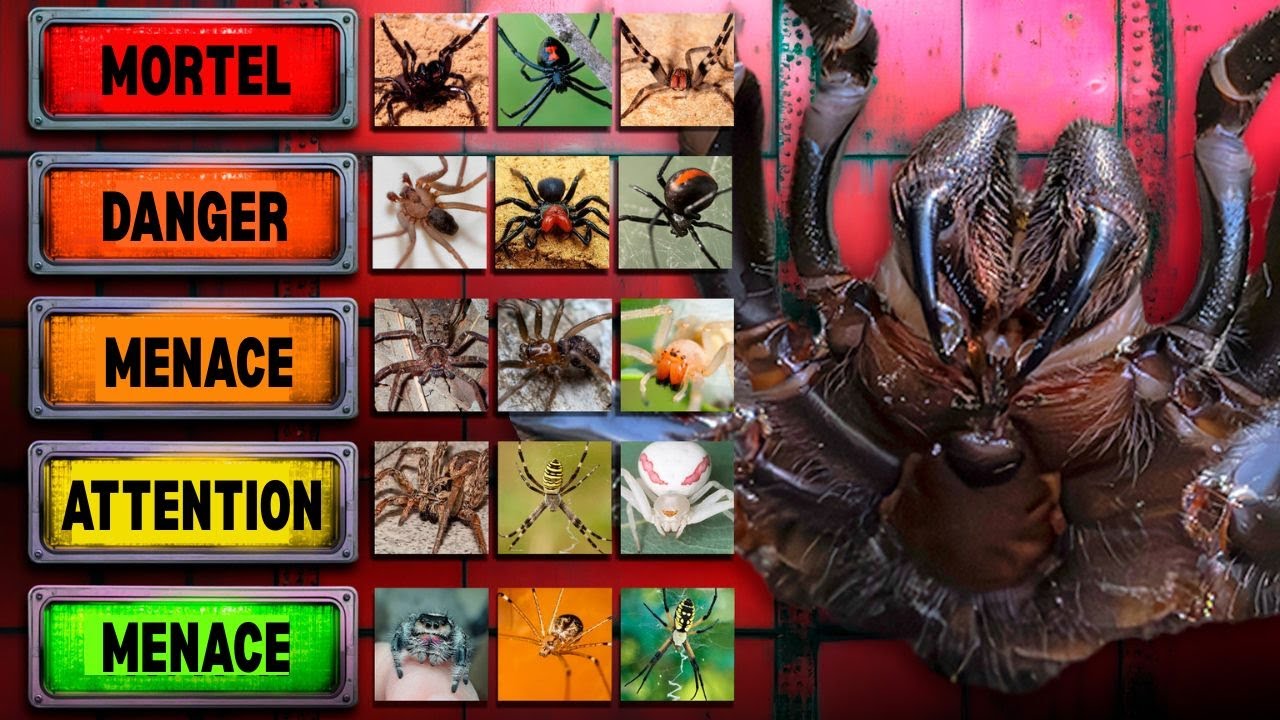 Les araignées les plus effrayantes du monde - YouTube