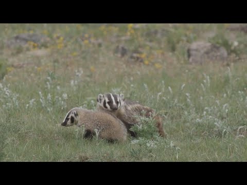Nature: Badgers - YouTube