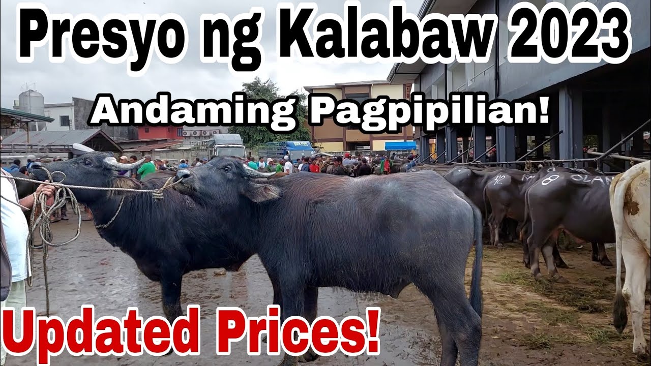 UPDATED! Presyo ng Kalabaw January 2023 Cattle Trading Capital of the ...