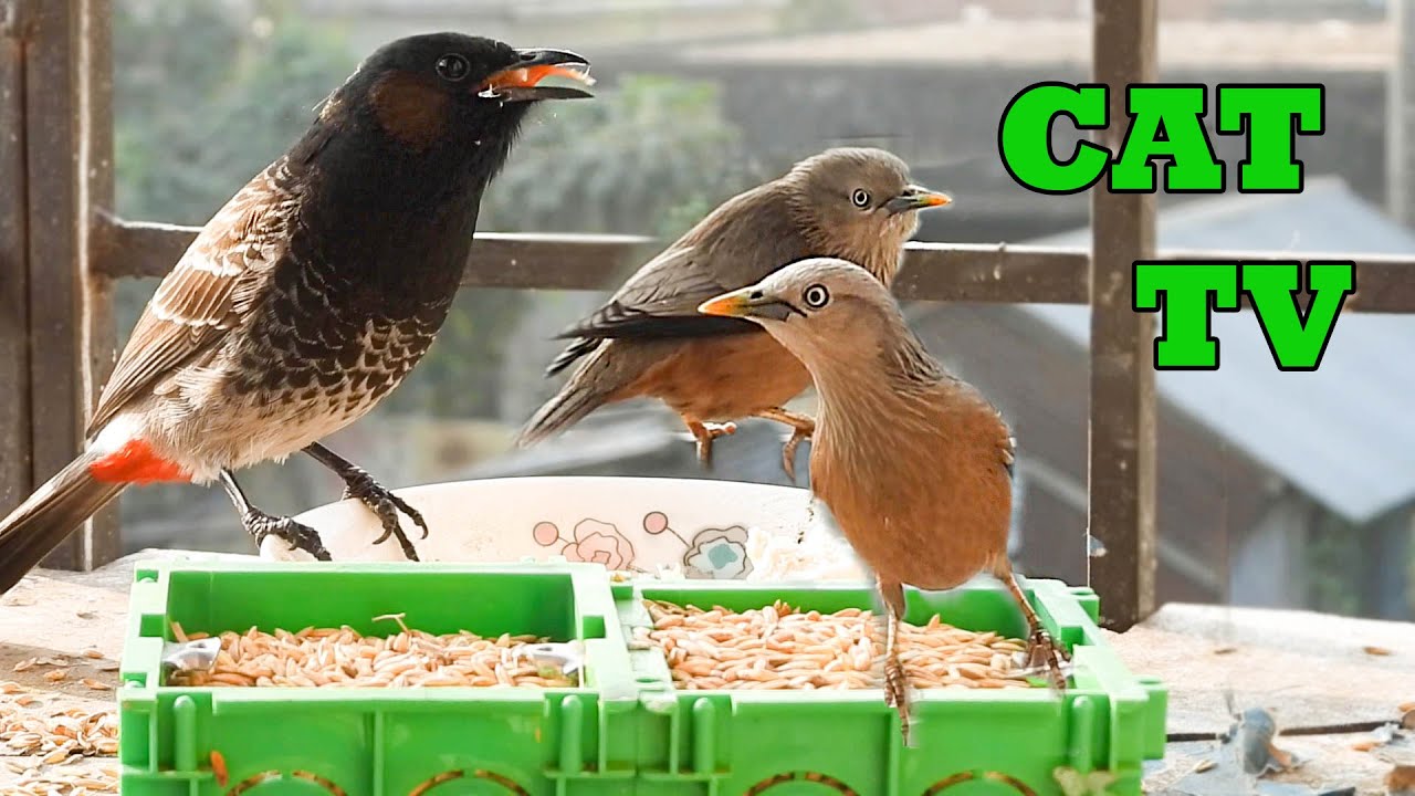 Cat TV Birds---New Birds and squirrel video compilations for cats to ...