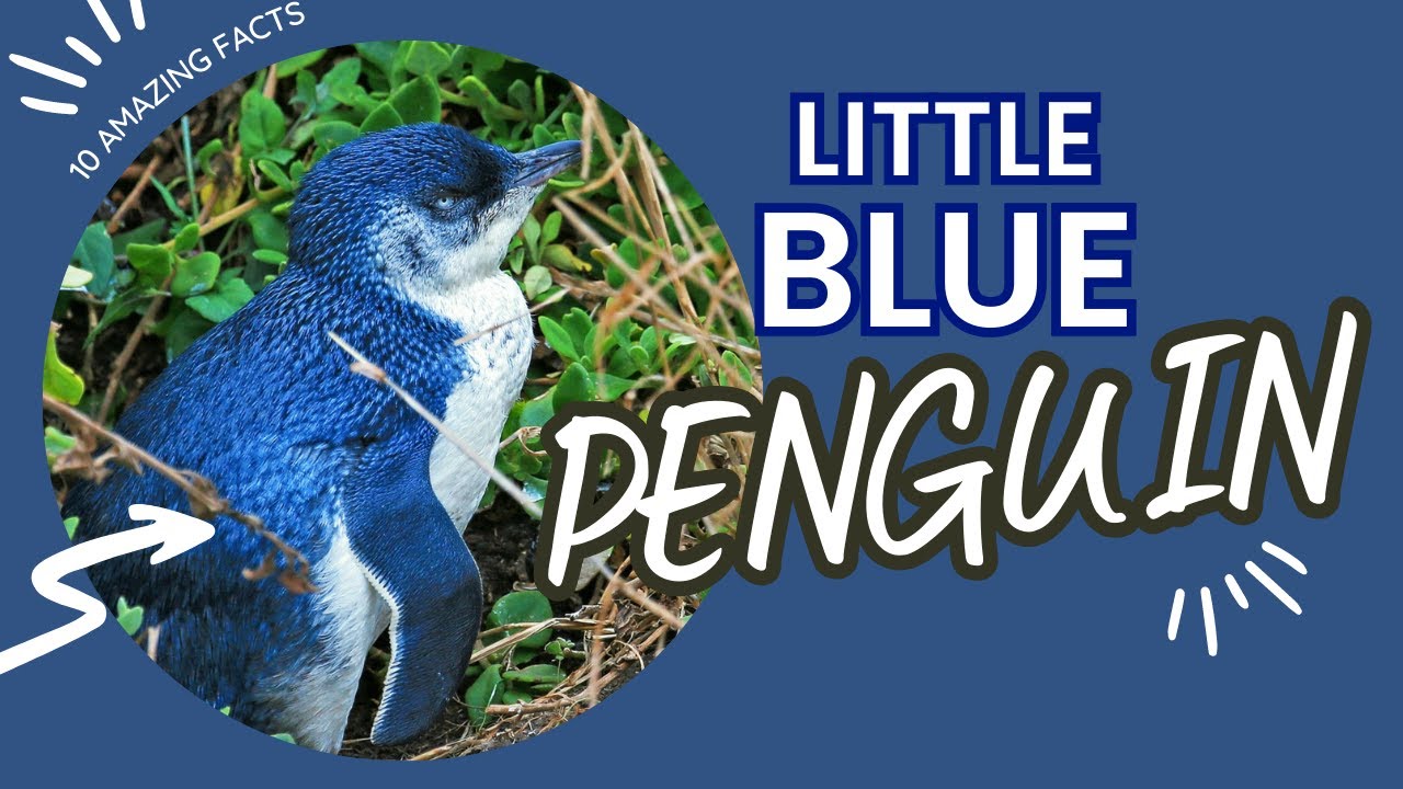 Little Blue Penguin Facts: Amazing Fun Facts - Penguins 101 - YouTube