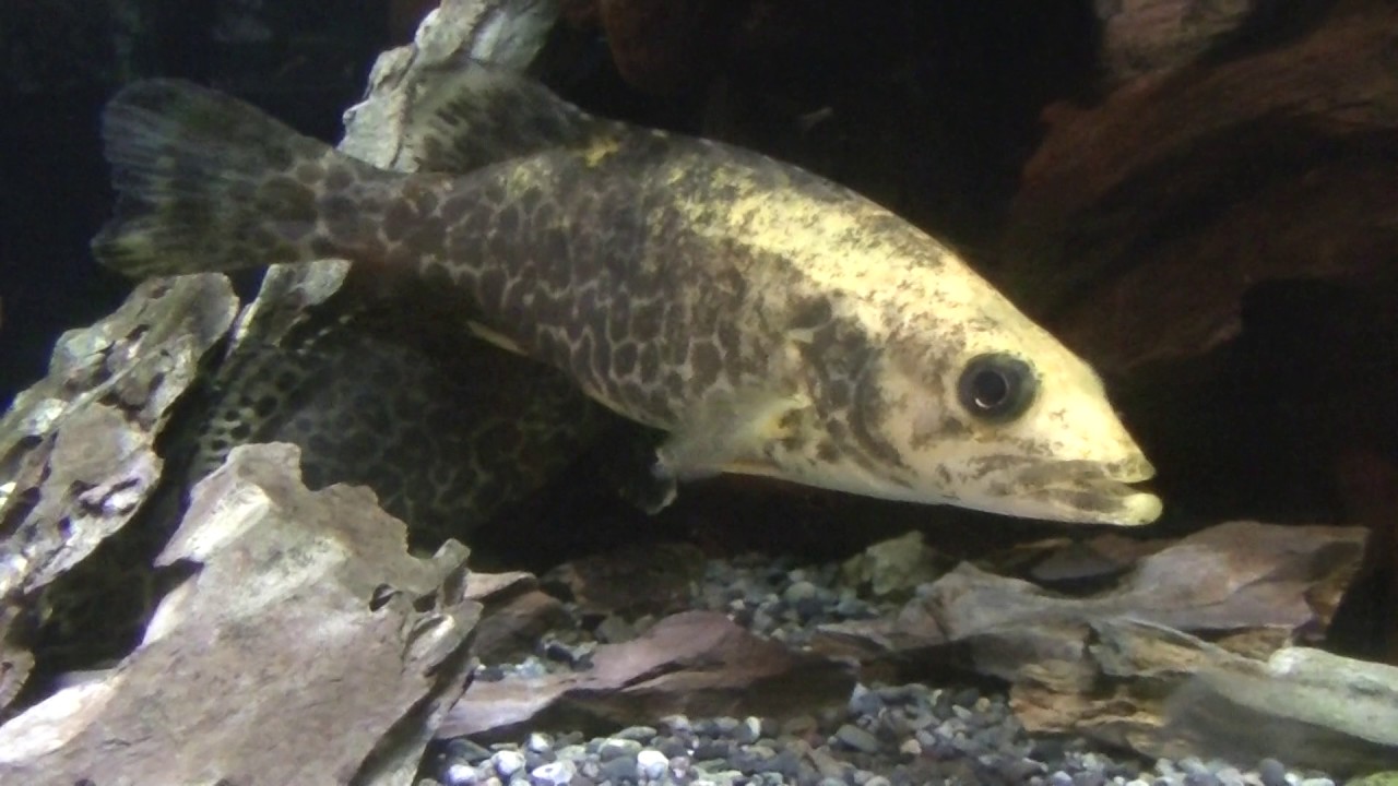 "The Guardian of Hangang RIver" Yellow Mandarin Fish @COEX Aquarium ...