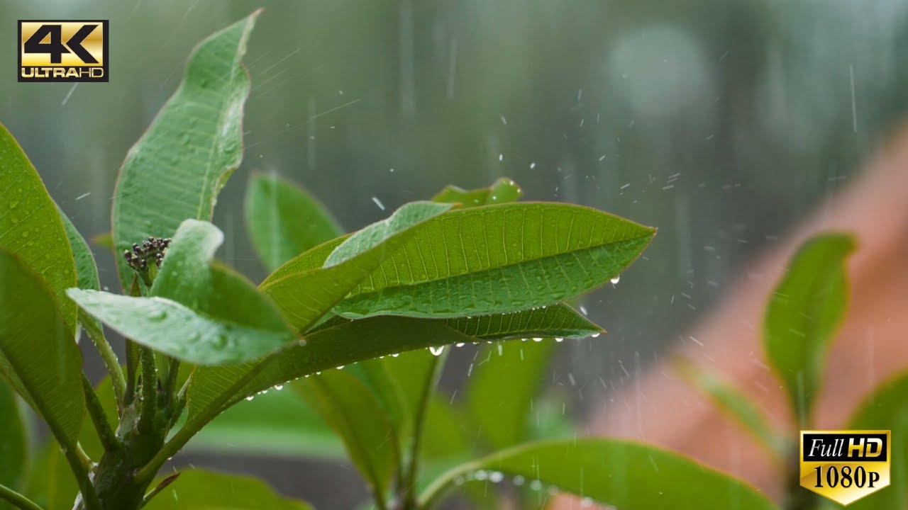 Rain Stock Footage | Free HD Video-no copyright | Rain Video HD |[4K ...