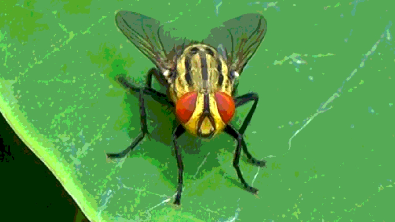 Yellow Flesh Fly - Sarcophaga bidentata - YouTube
