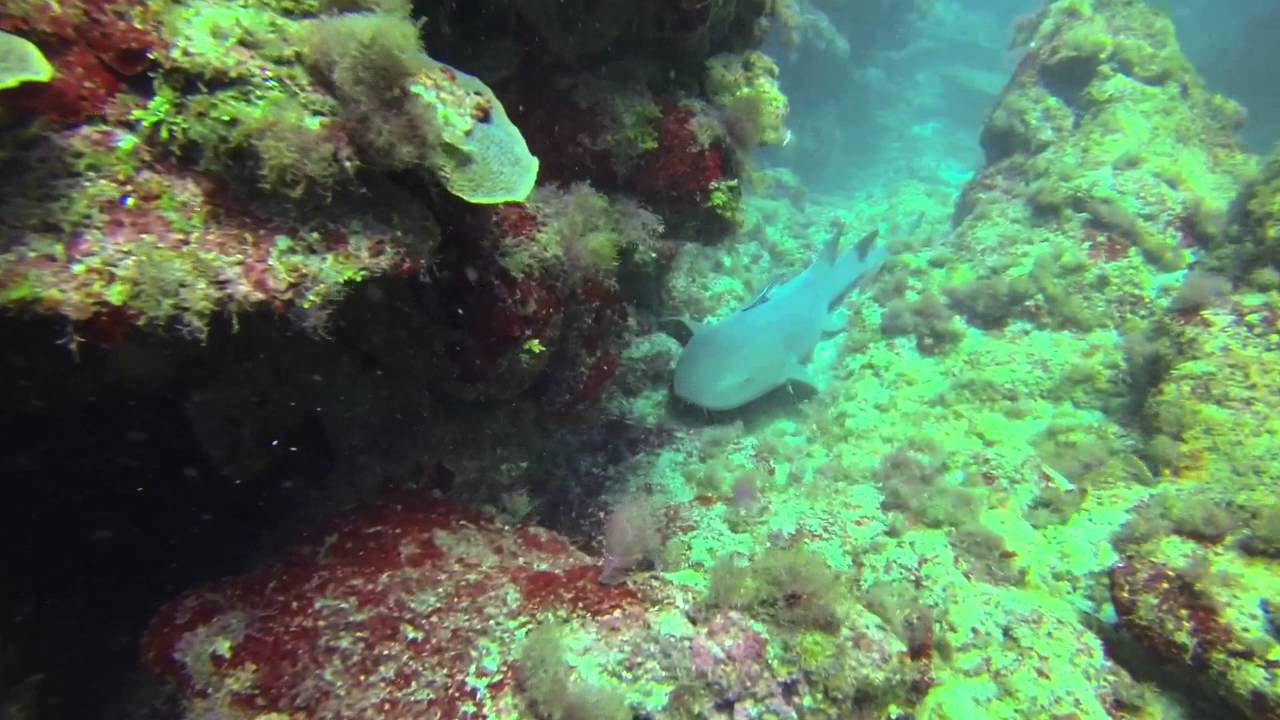 Sharks of Barbados - diving - YouTube