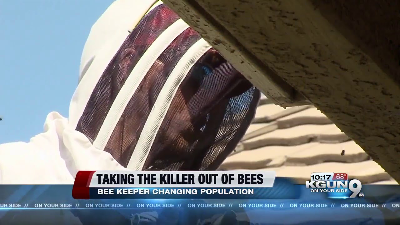 Valley beekeeper taking the 'killer' out of killer Africanized bees ...