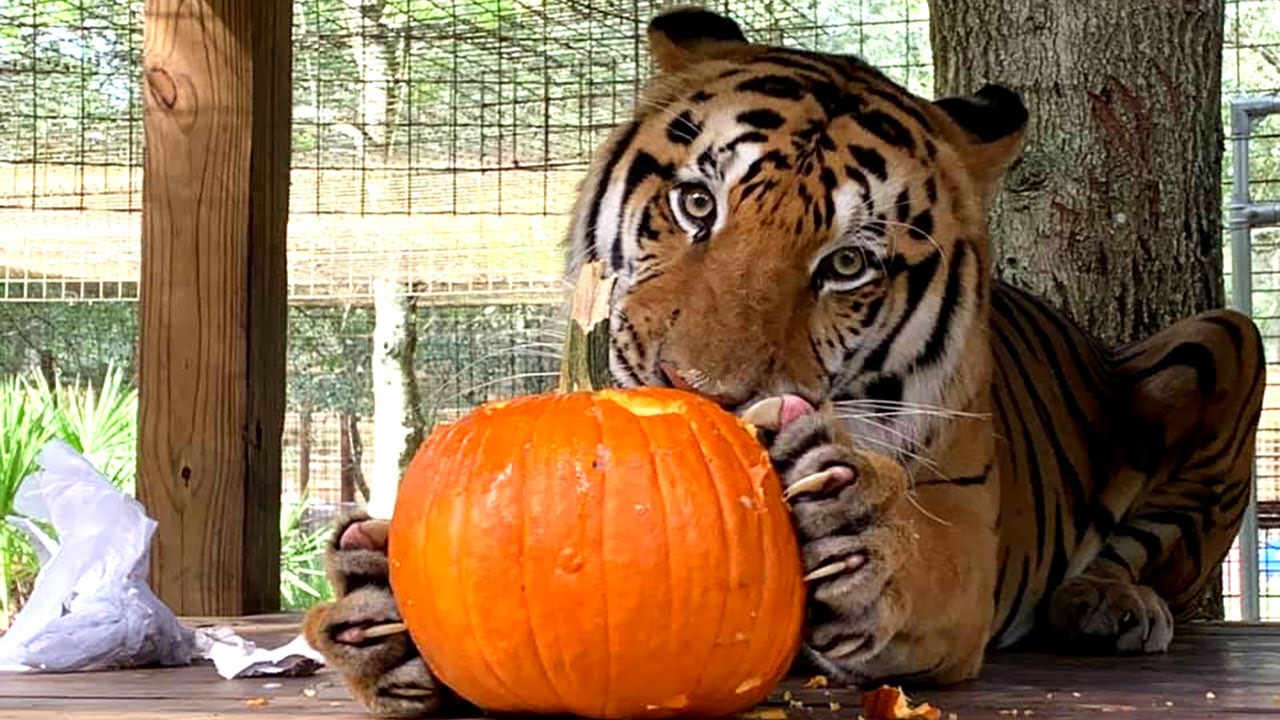 Big Cats Smashing Pumpkins - YouTube