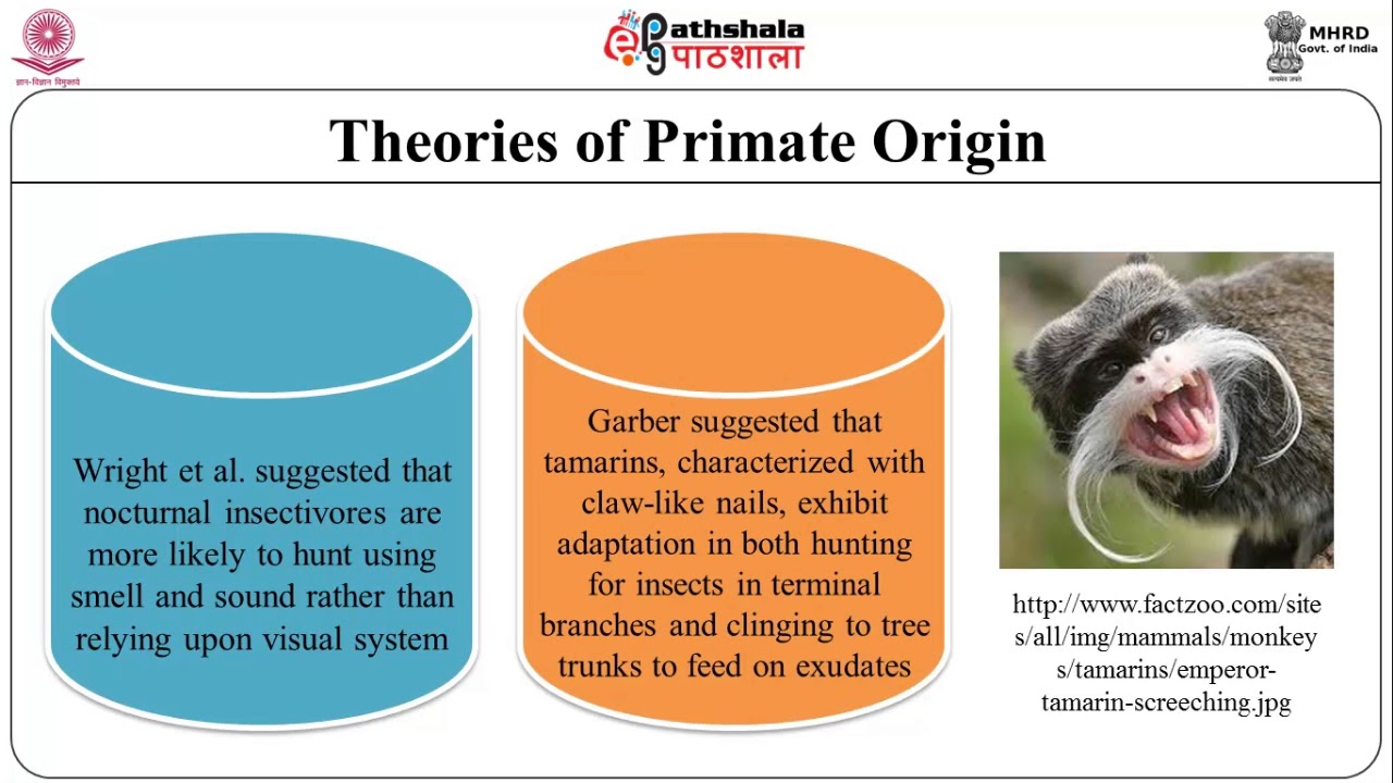 Early Primate Evolution - YouTube