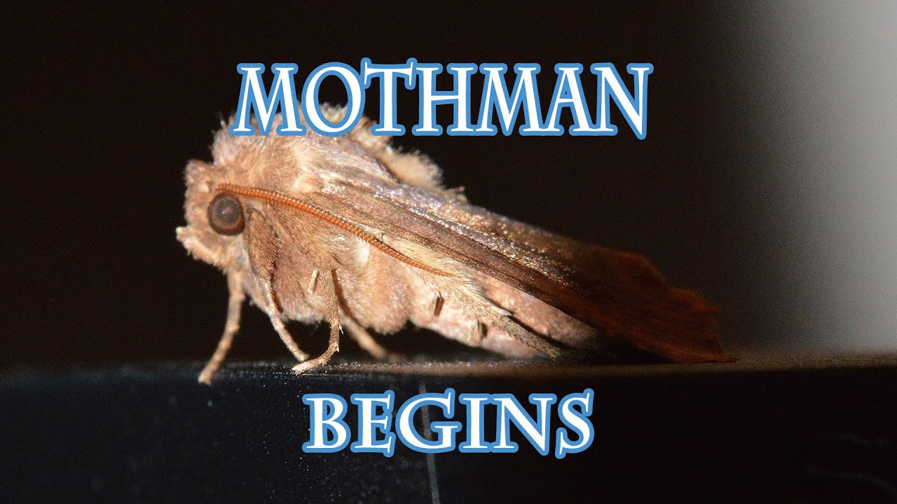 Scary Mothman Shot with Nikon D3200 - YouTube