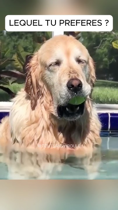 Lequel tu préfères ? 🐶 - YouTube